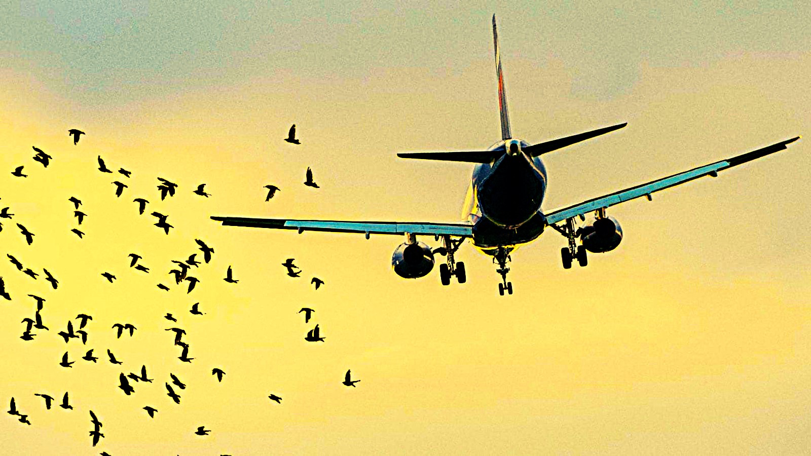 El control de aves en cercanía de los aeropuertos - Podcast