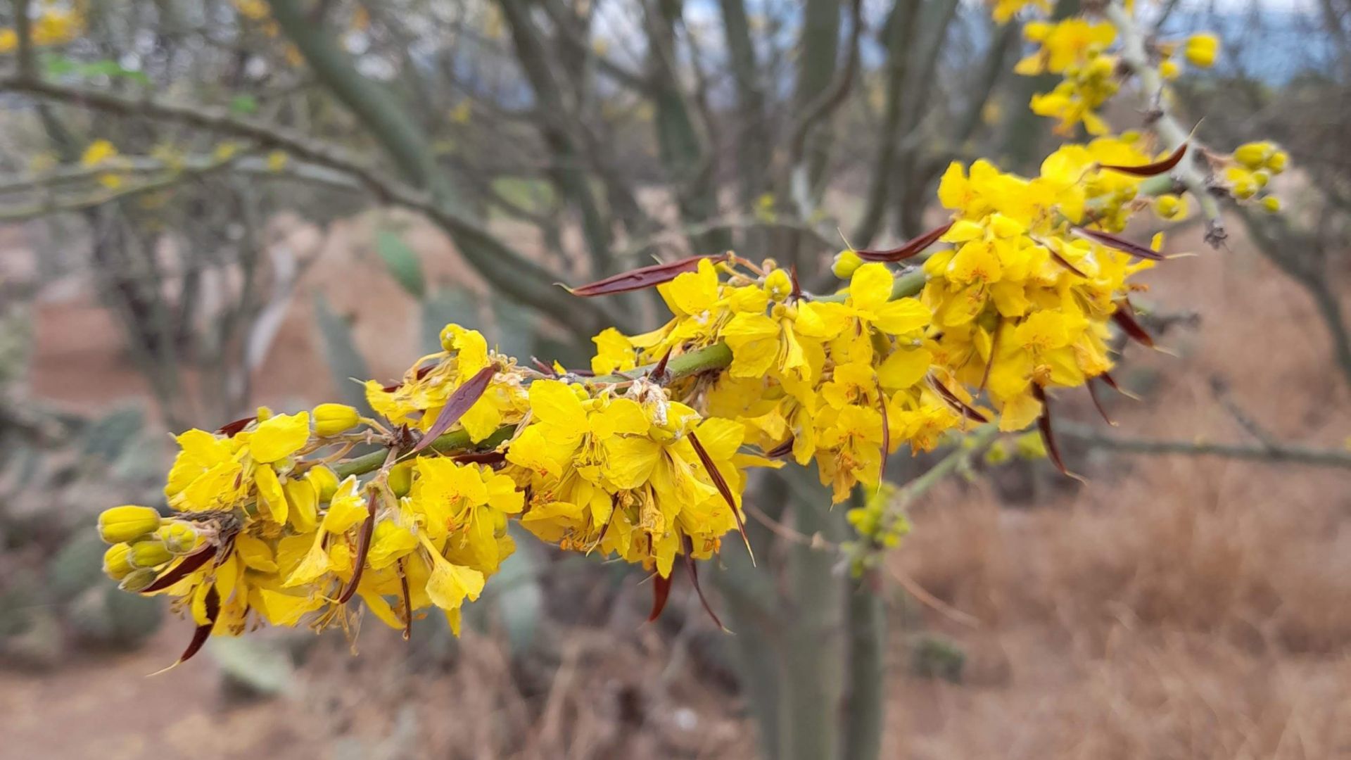 Brea: el árbol nativo del monte argentino que resiste y da vida - Podcast