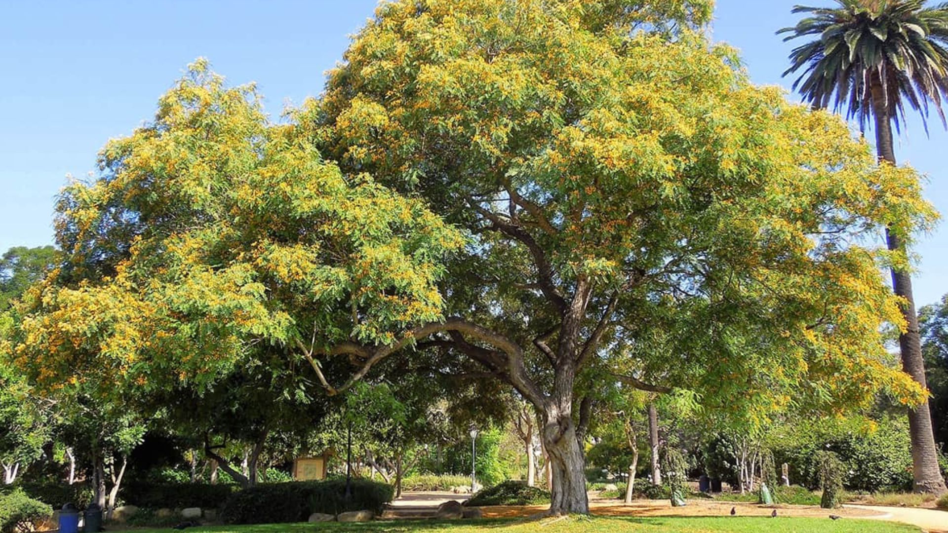 La Tipa: el gran árbol que pinta de amarillo las calles argentinas ...
